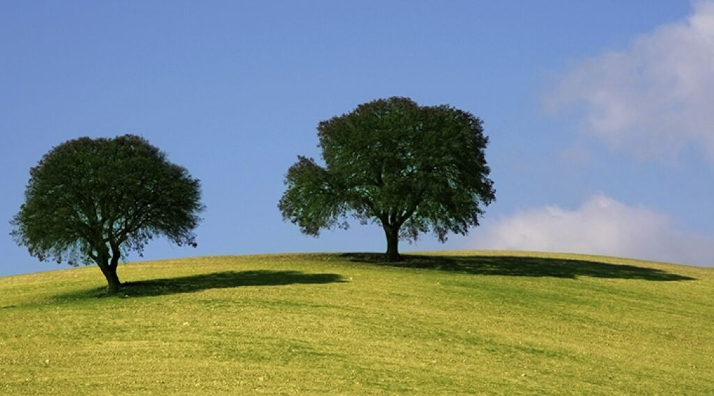 The Mystery of the Two Trees | theTrumpet.com