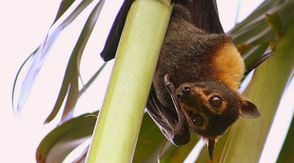 Do Ebola-Infected Bats Threaten the World? | theTrumpet.com
