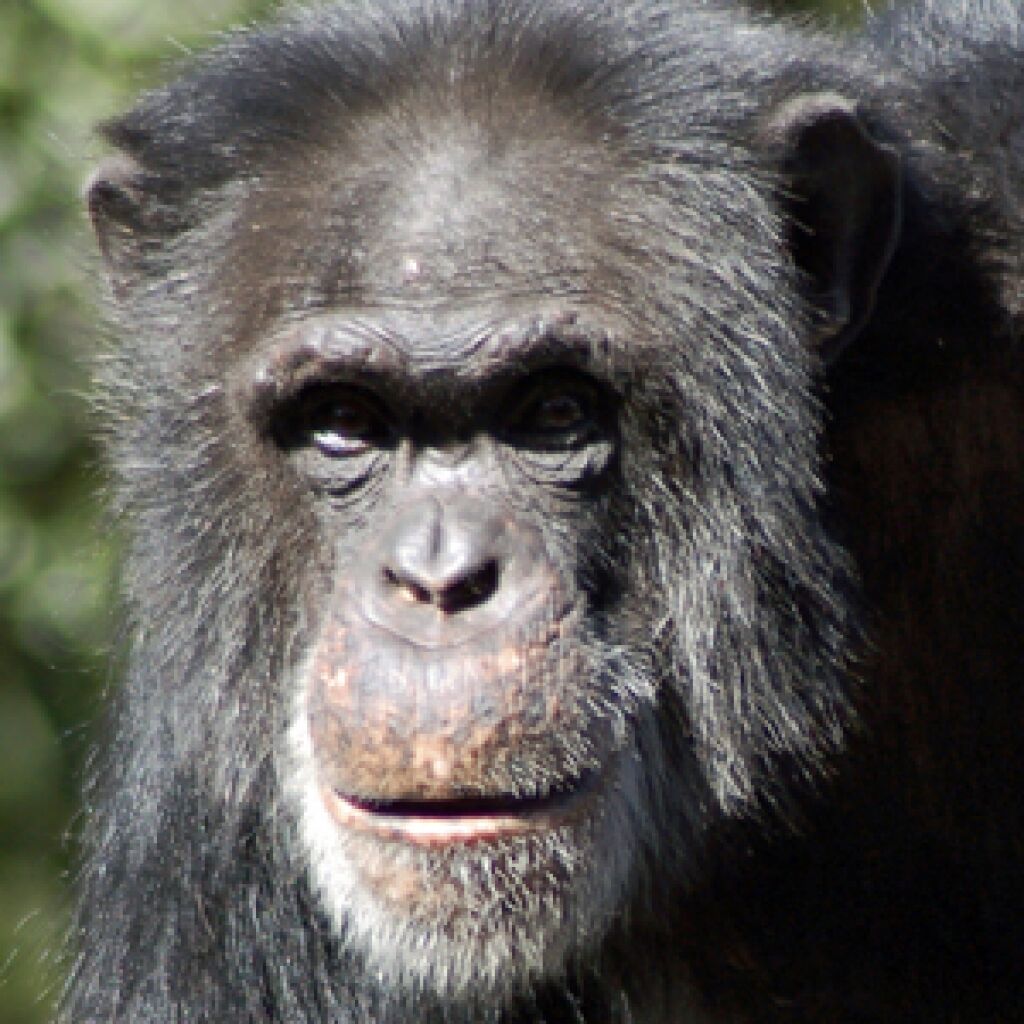 Have You Ever Looked at a Monkey? | theTrumpet.com