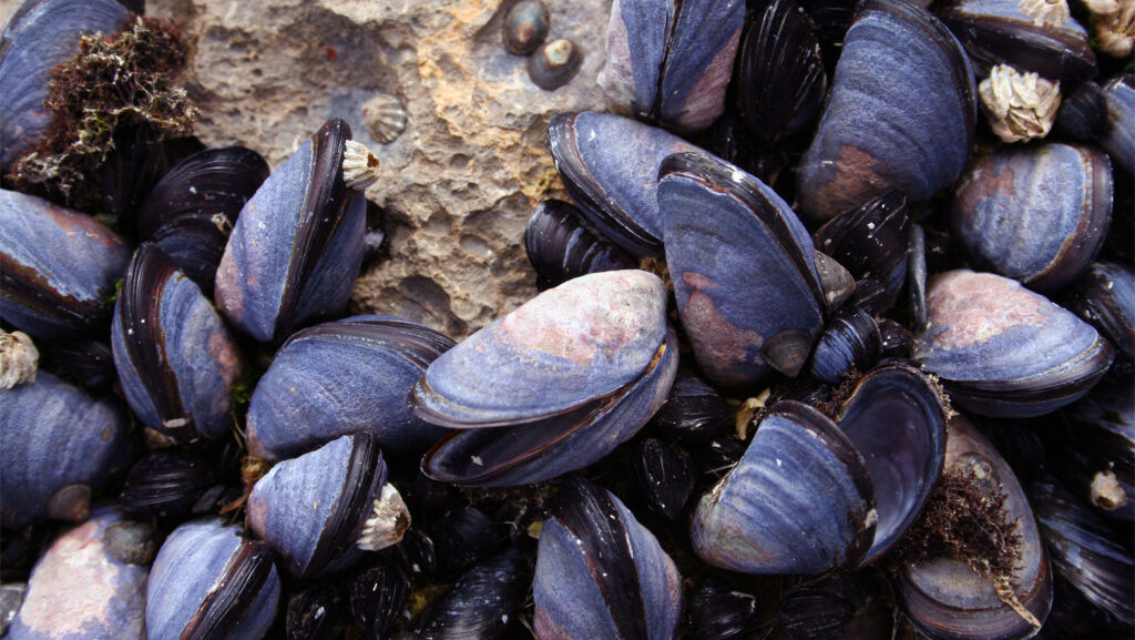 A Billion Sea Creatures Cooked Alive | theTrumpet.com